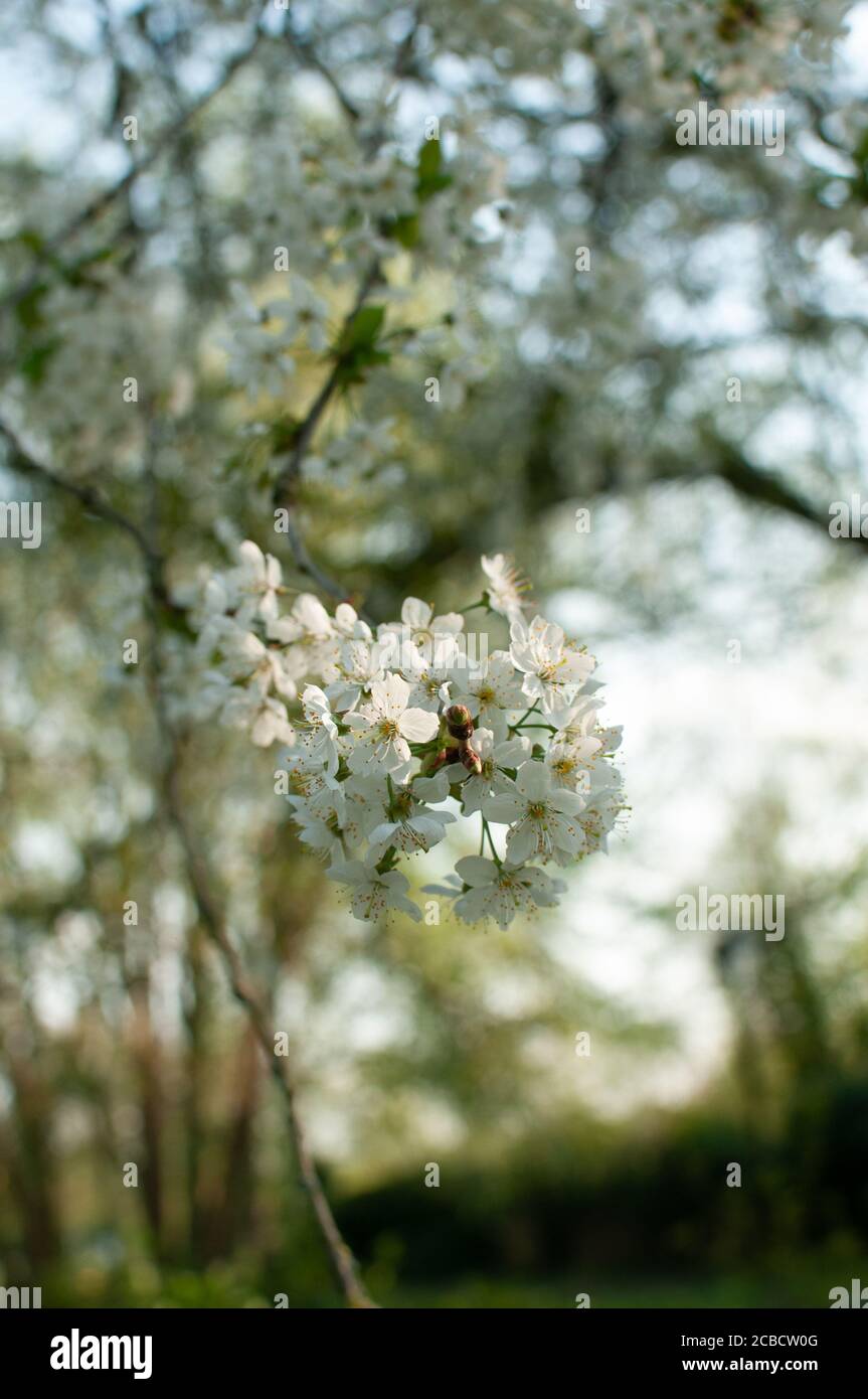 tree blossom in spring Stock Photo - Alamy