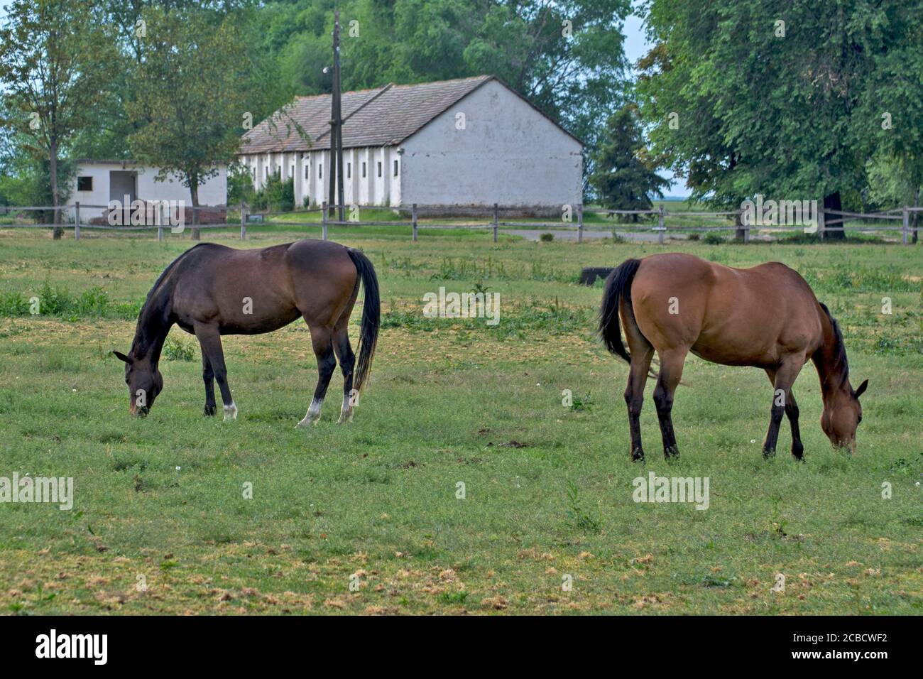 A group of young horses walking and staying in the corral. Horses are ...