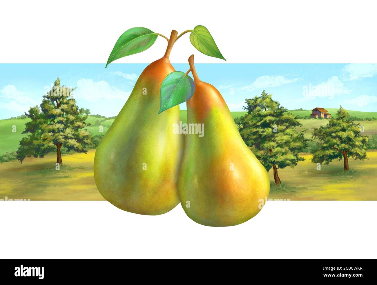 Pear orchard and rural landscape, suitable for label designs. Digital ...