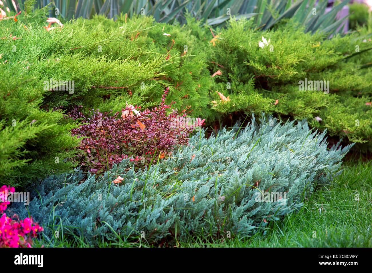 landscape design evergreen bushes, different plants with green color ...