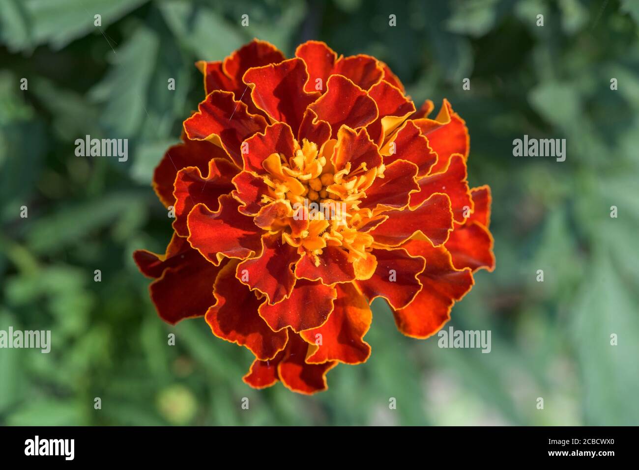 Tagetes erecta hi-res stock photography and images - Alamy