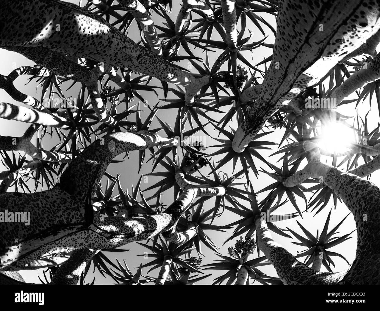 Namibia quiver tree Black and White Stock Photos & Images - Alamy