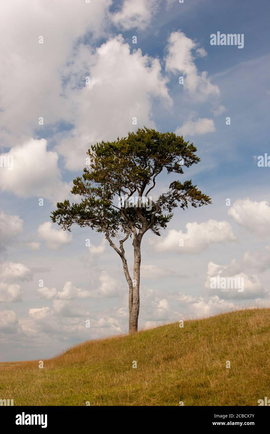 Roundway hill hi-res stock photography and images - Alamy