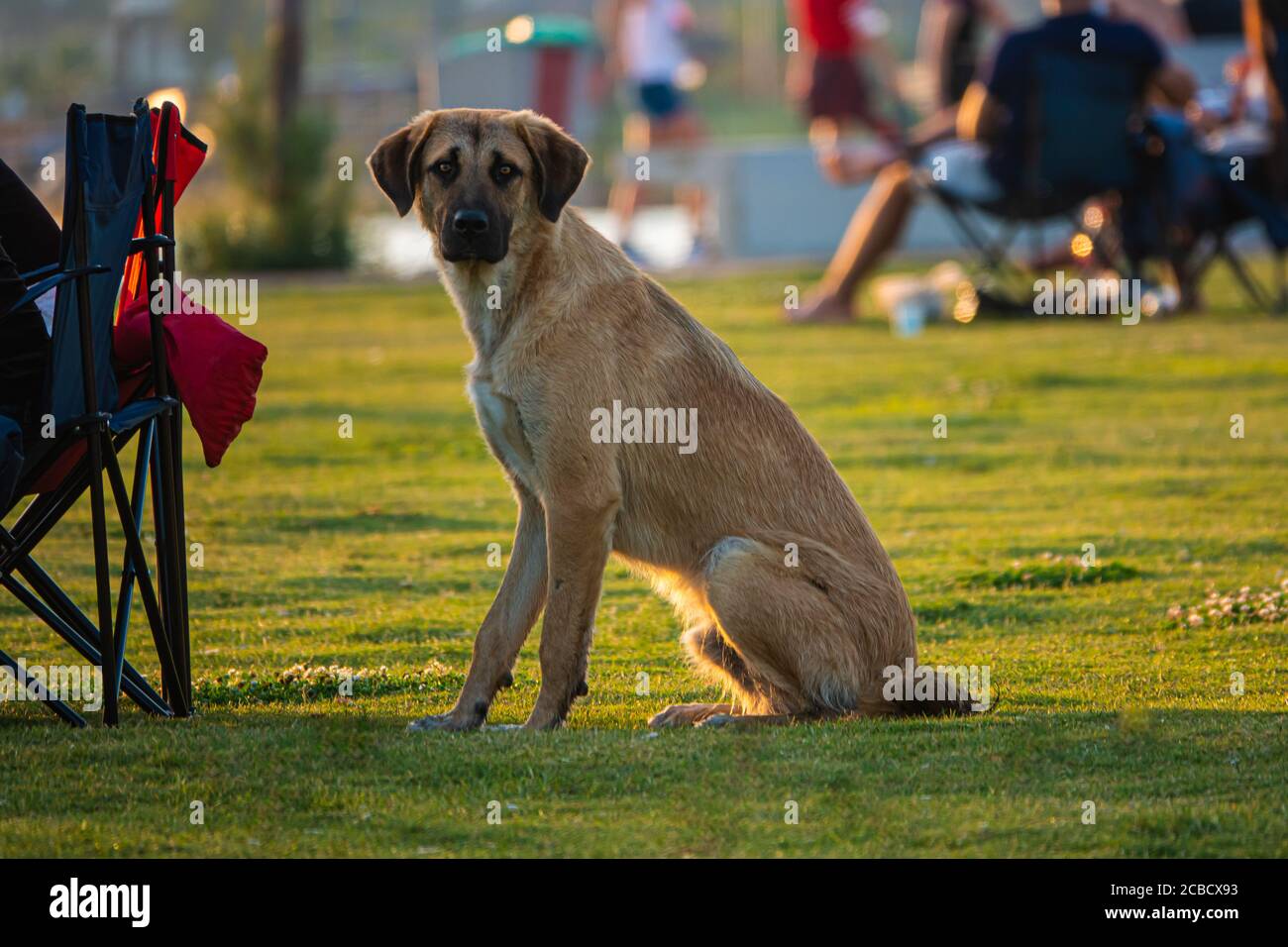 Homeless stray dog wandering for some meal from people Stock Photo - Alamy