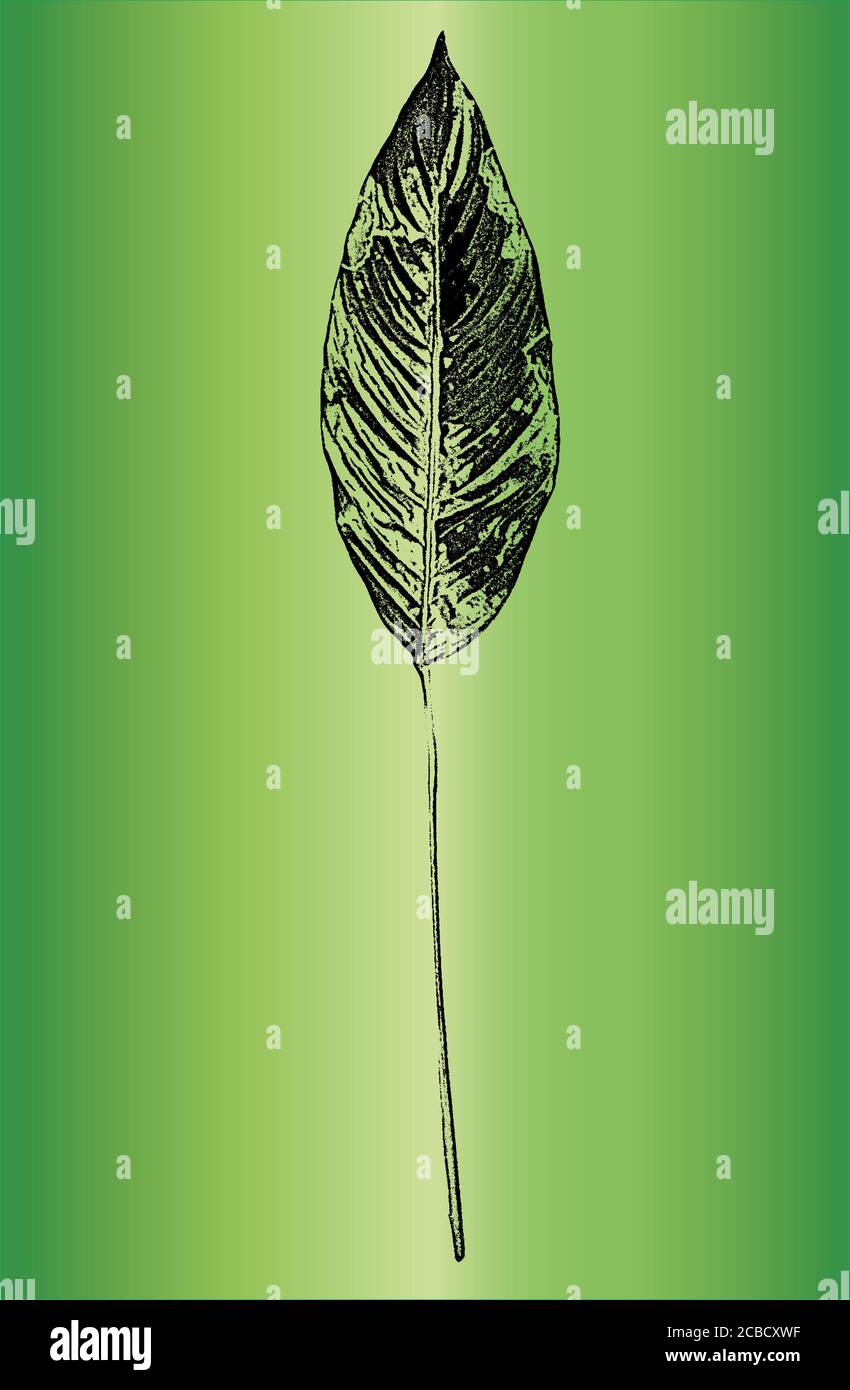 Leaflet background hi-res stock photography and images - Alamy