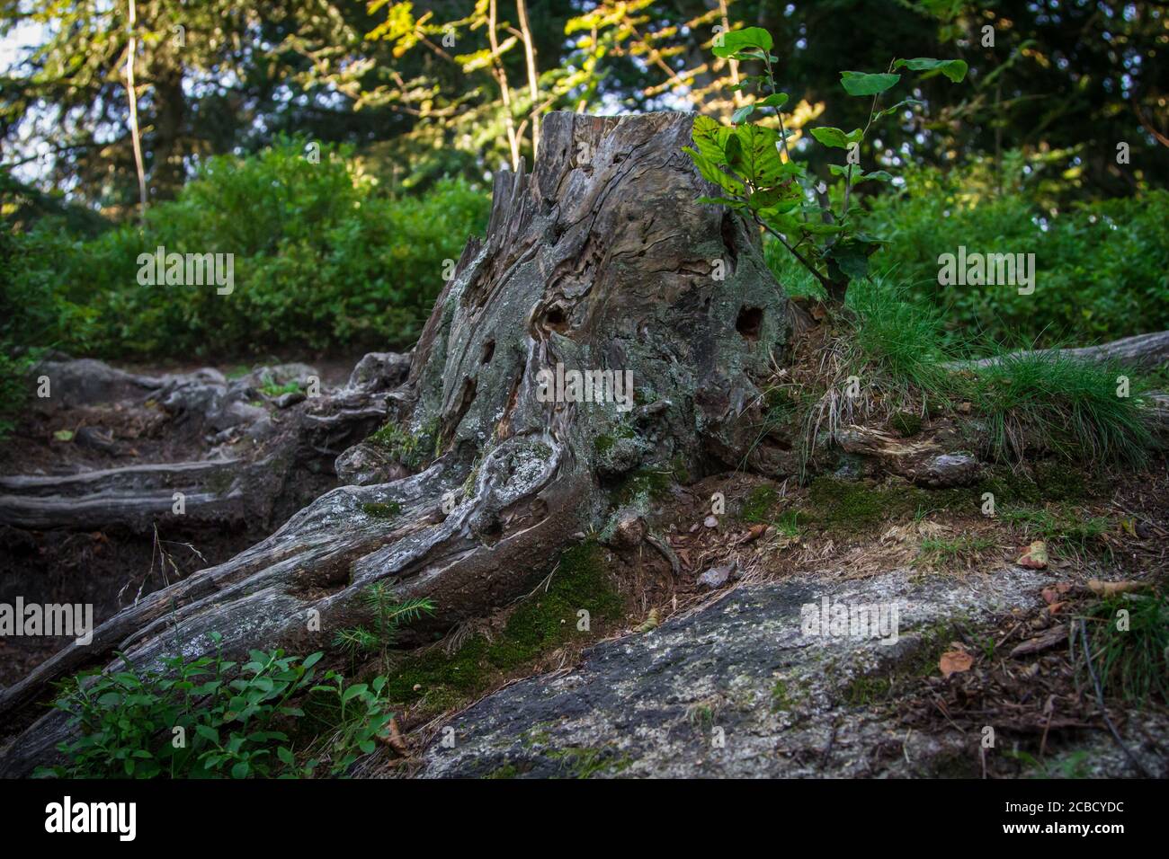 Mandlstein (Mandelstein) 874m, a mountain in the Waldviertel - tree ...