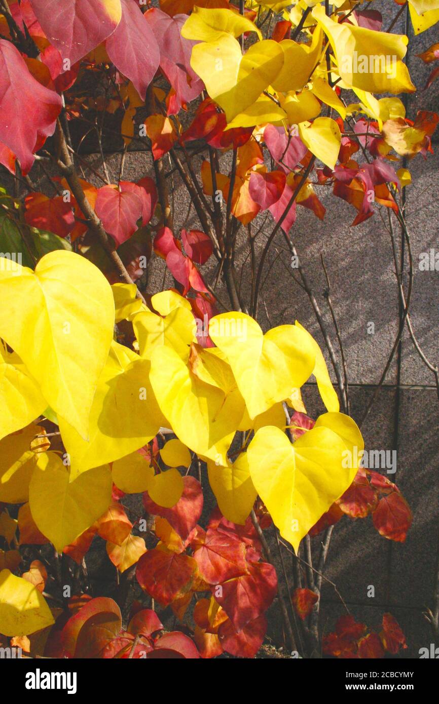 South korean foliage hi-res stock photography and images - Alamy