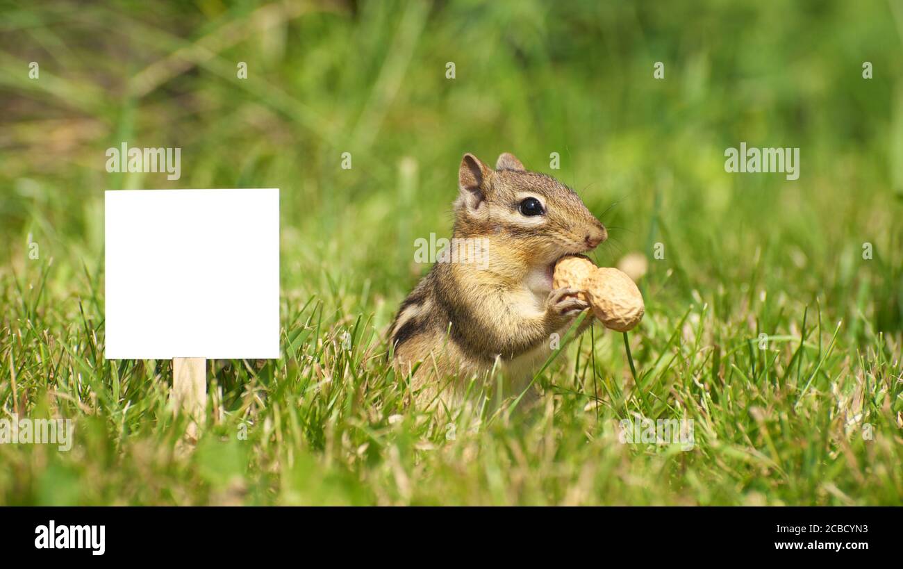 Chipmunk eating peanuts hi-res stock photography and images - Alamy