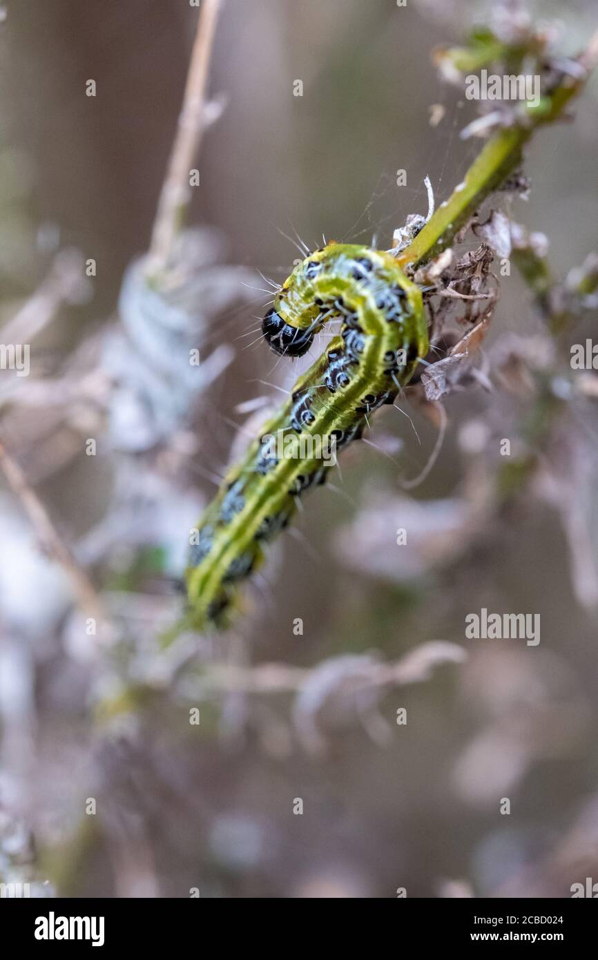 East Asian box hedge caterpillar eats its way through a box hedge ...