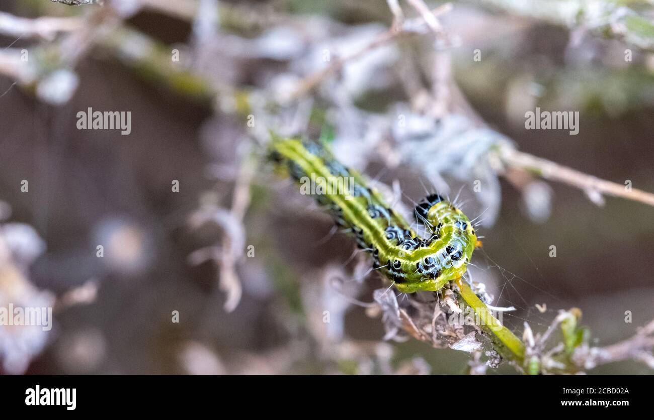 East Asian box hedge caterpillar eats its way through a box hedge ...