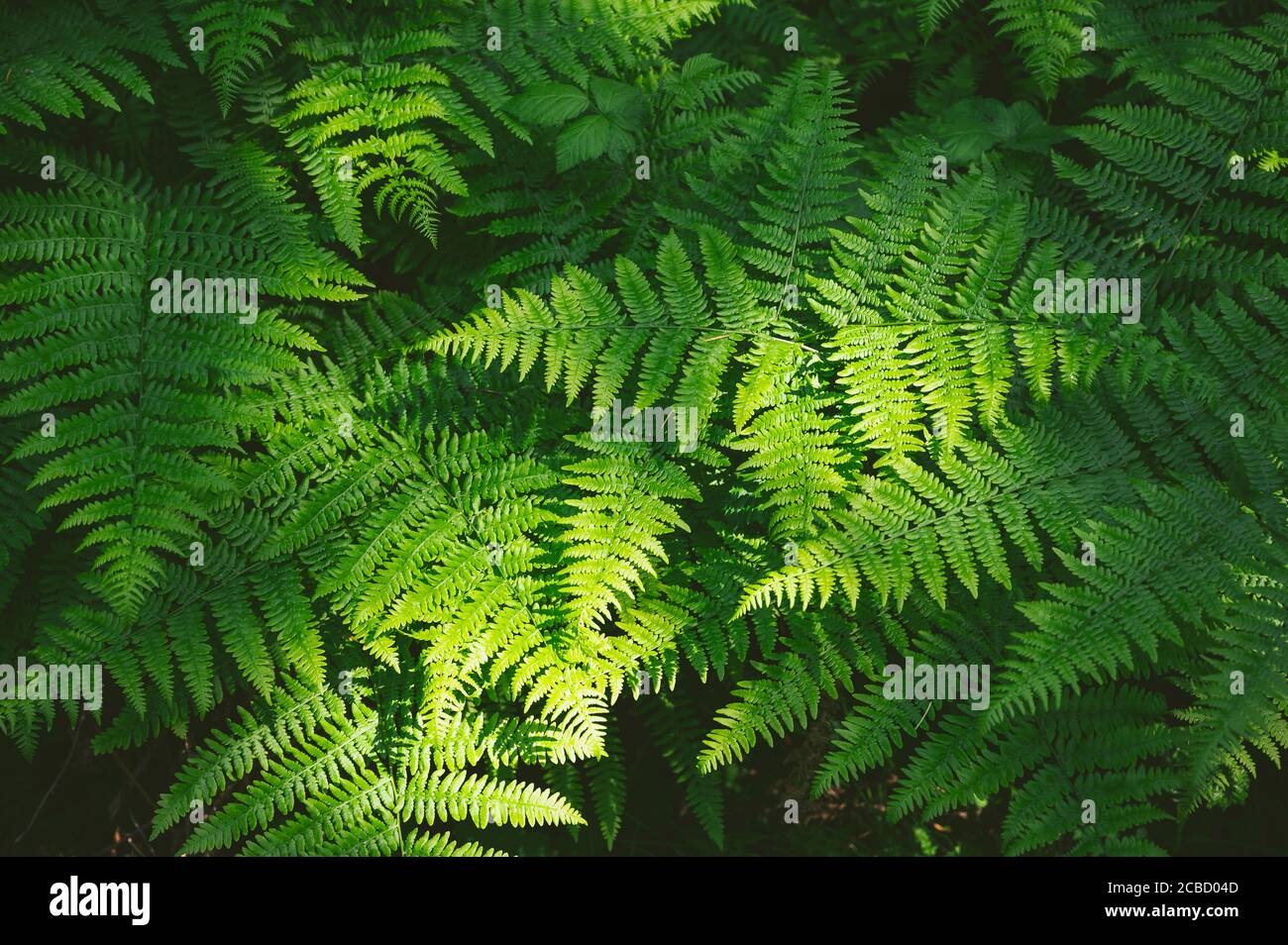 Green Fern Patterns in Dappled Light Stock Photo - Alamy