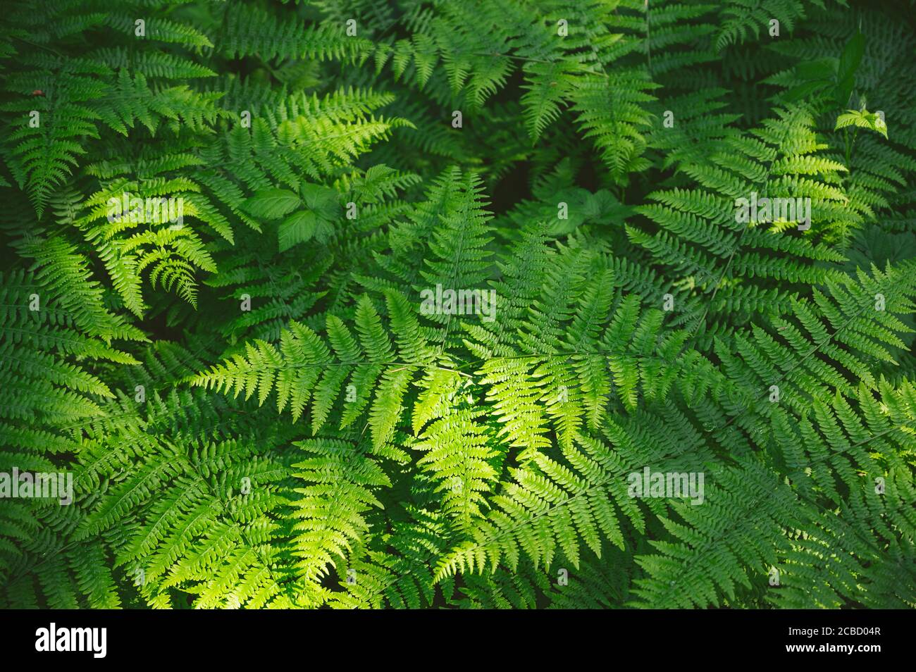 Green Fern Patterns in Dappled Light Stock Photo - Alamy