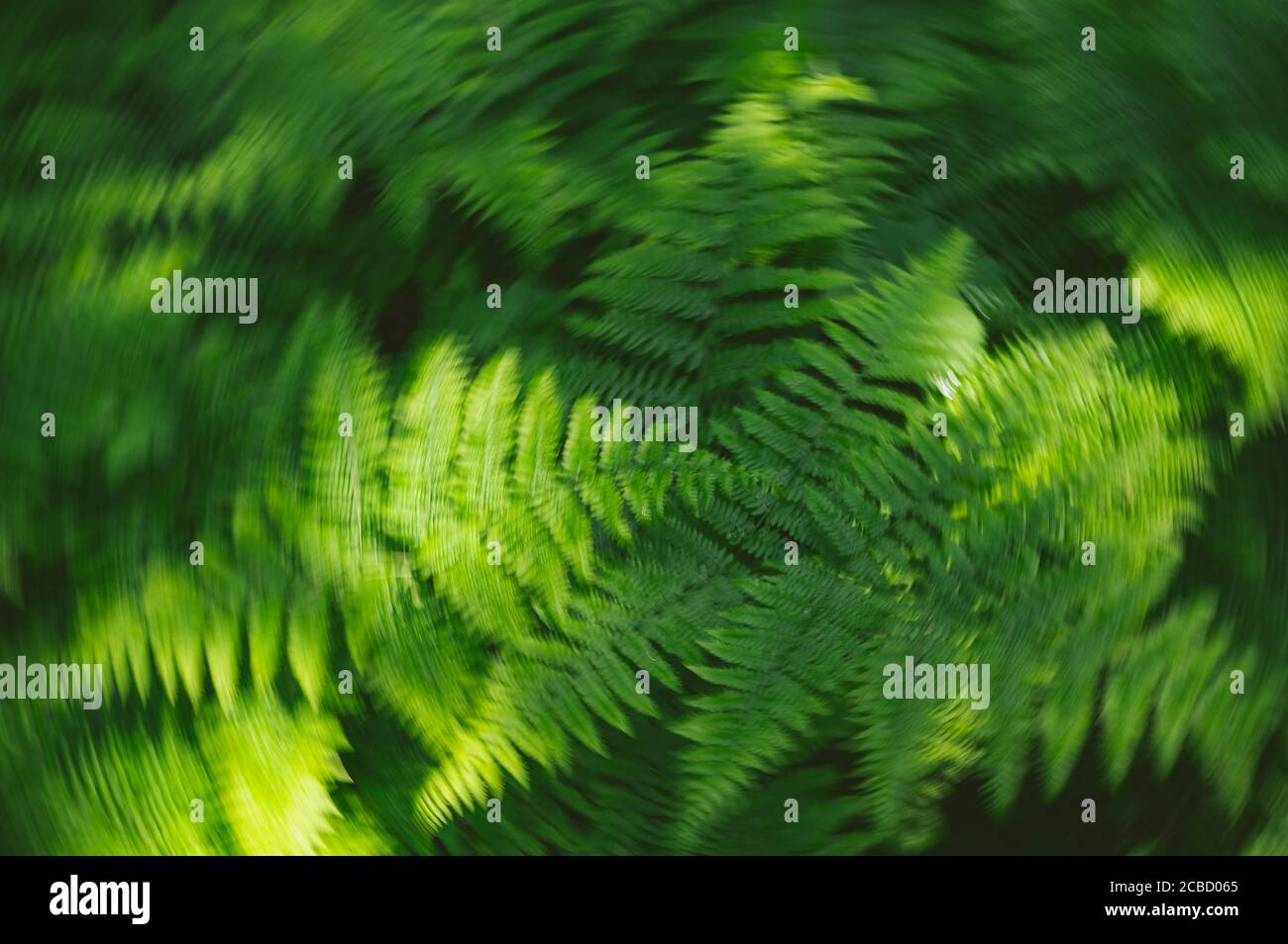 Rotating Fern Patterns in Dappled Light Stock Photo - Alamy