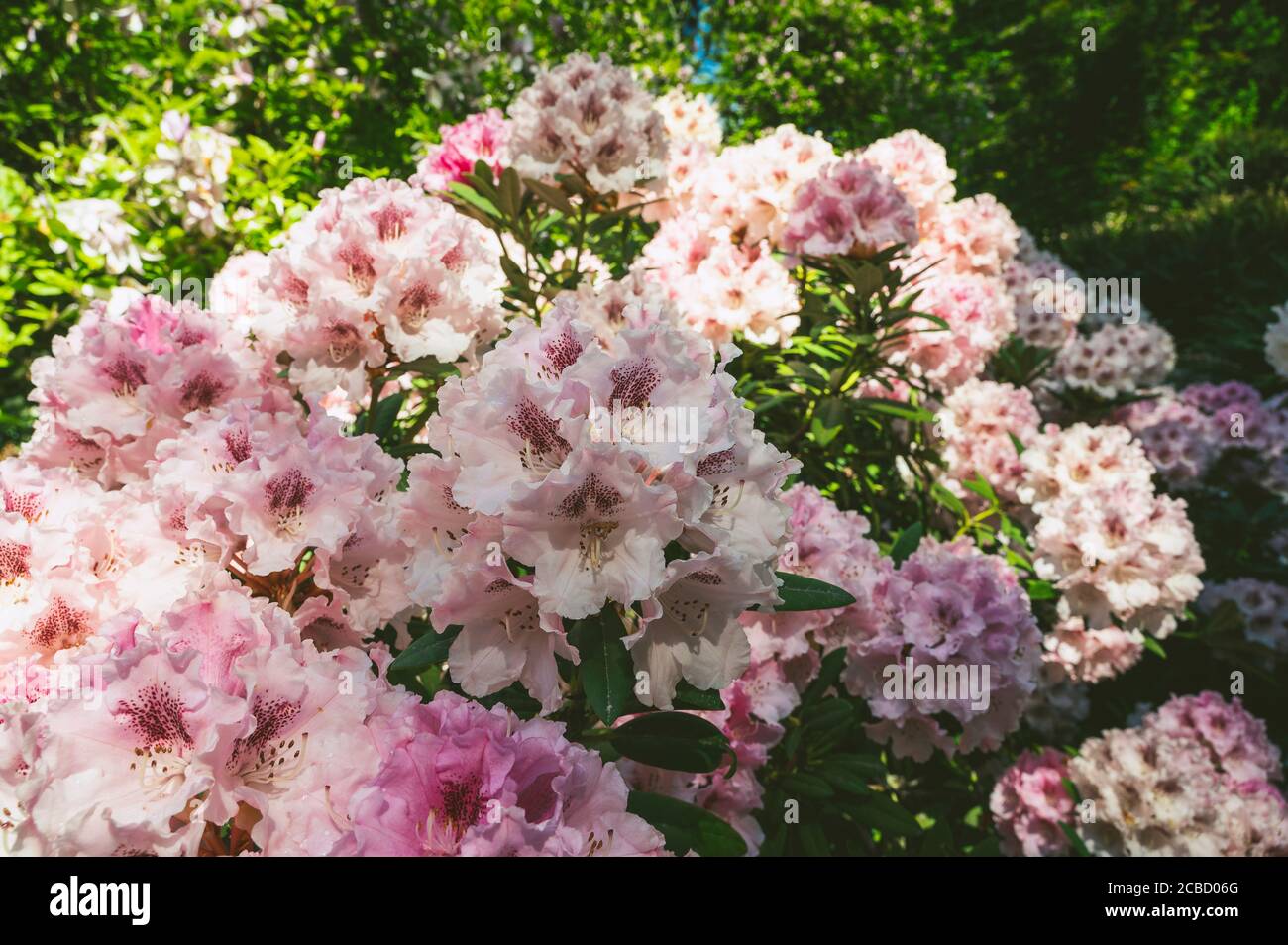Azaleas Flowering Shrub Rhododendron Closeup Stock Photo - Alamy