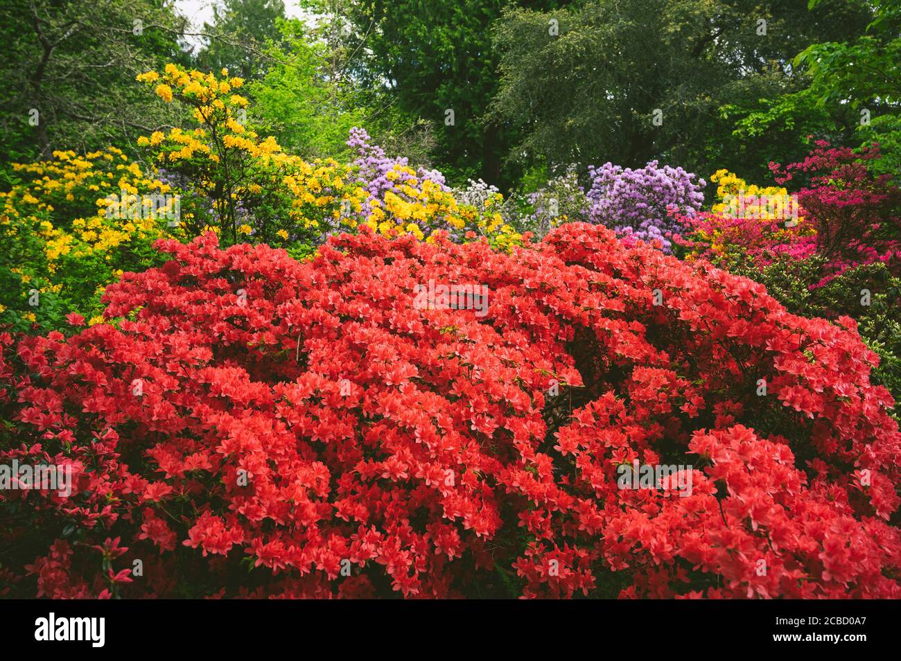 Multi Colored Azaleas in A Park Stock Photo - Alamy