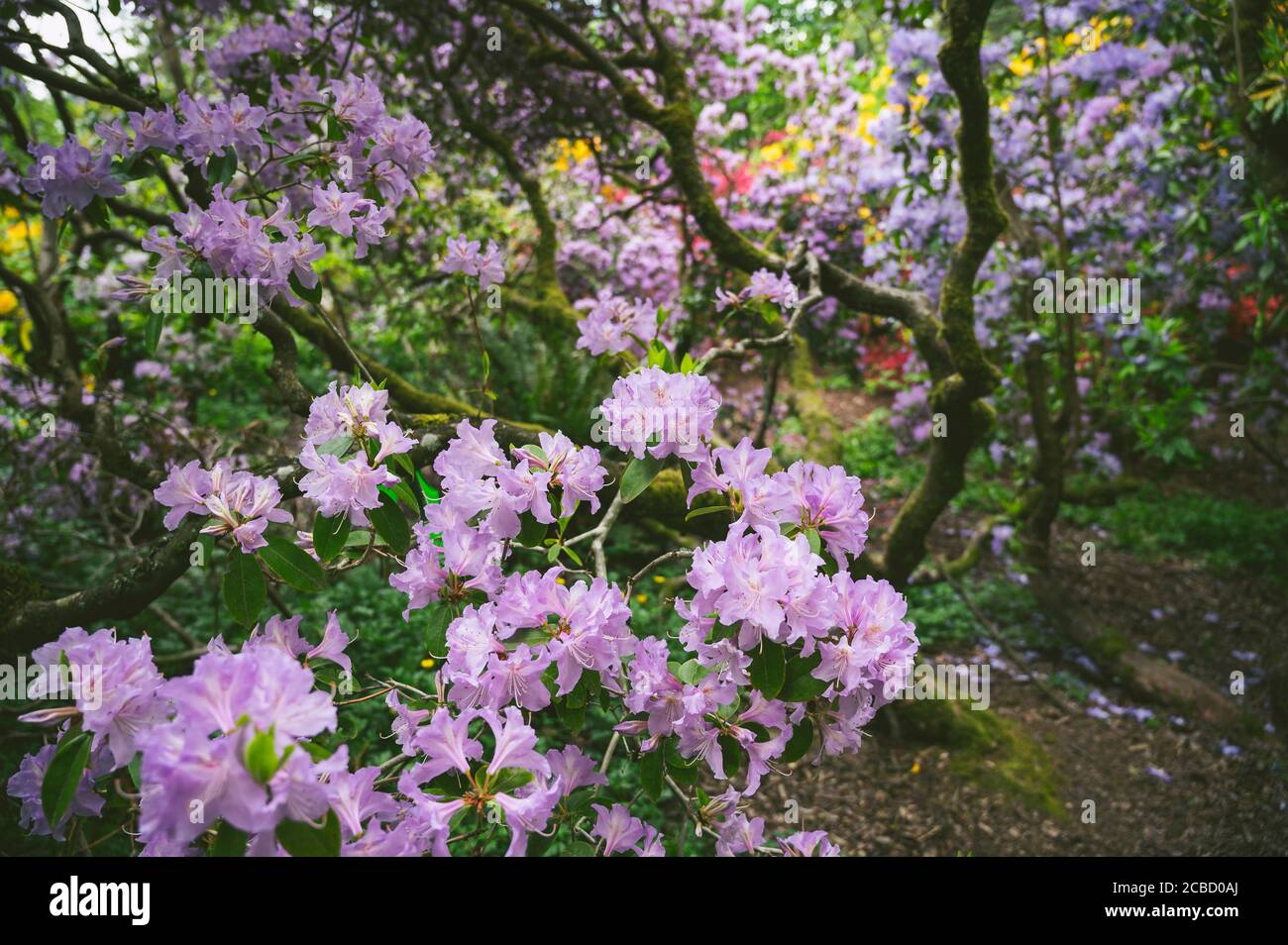 Purple azalea flower hi-res stock photography and images - Alamy