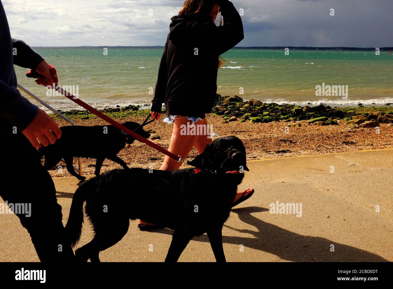 Walking the dogs along Gurnard seafront two black labradors on leads ...