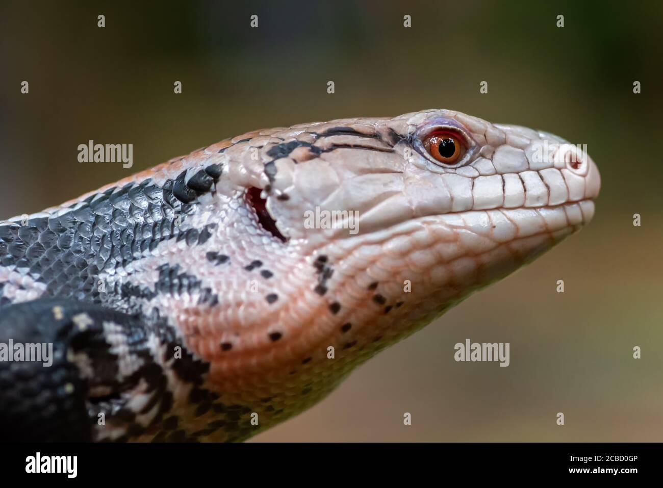 Blue tongue skink blue tongue hi-res stock photography and images - Alamy