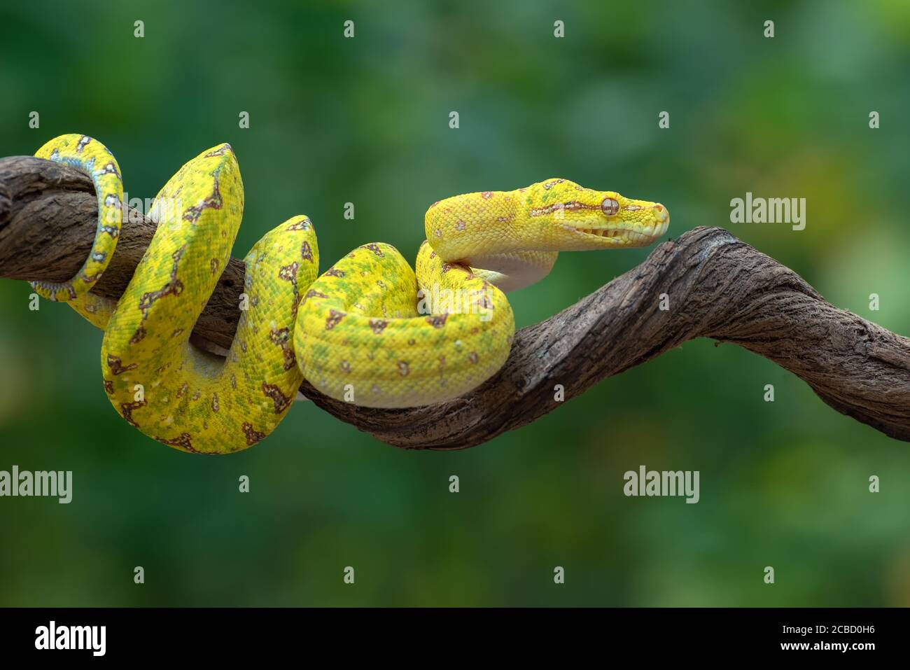 Emerald tree boa closeup hi-res stock photography and images - Alamy