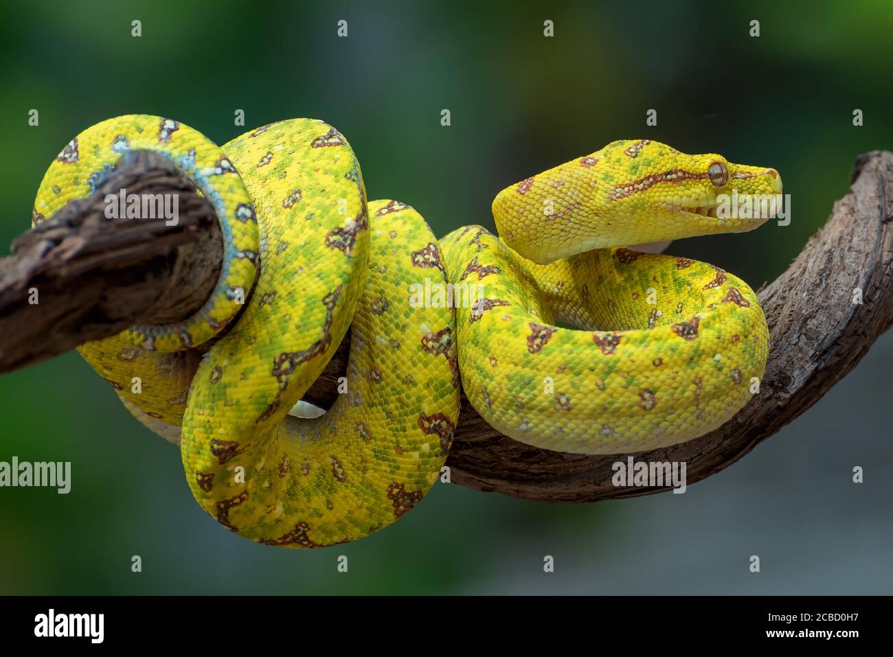 Emerald tree boa on branch hi-res stock photography and images - Alamy