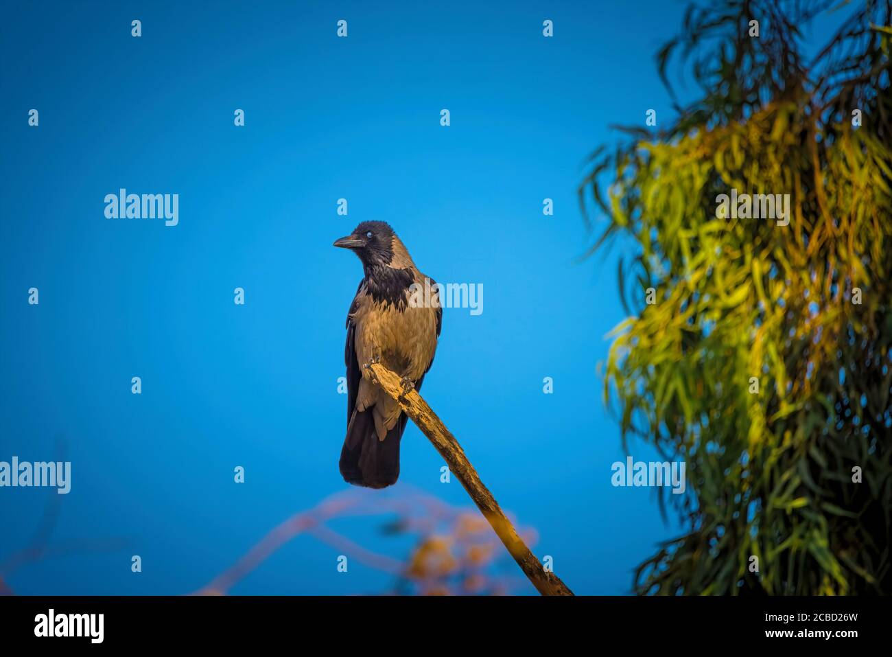 Grim ravens hi-res stock photography and images - Alamy