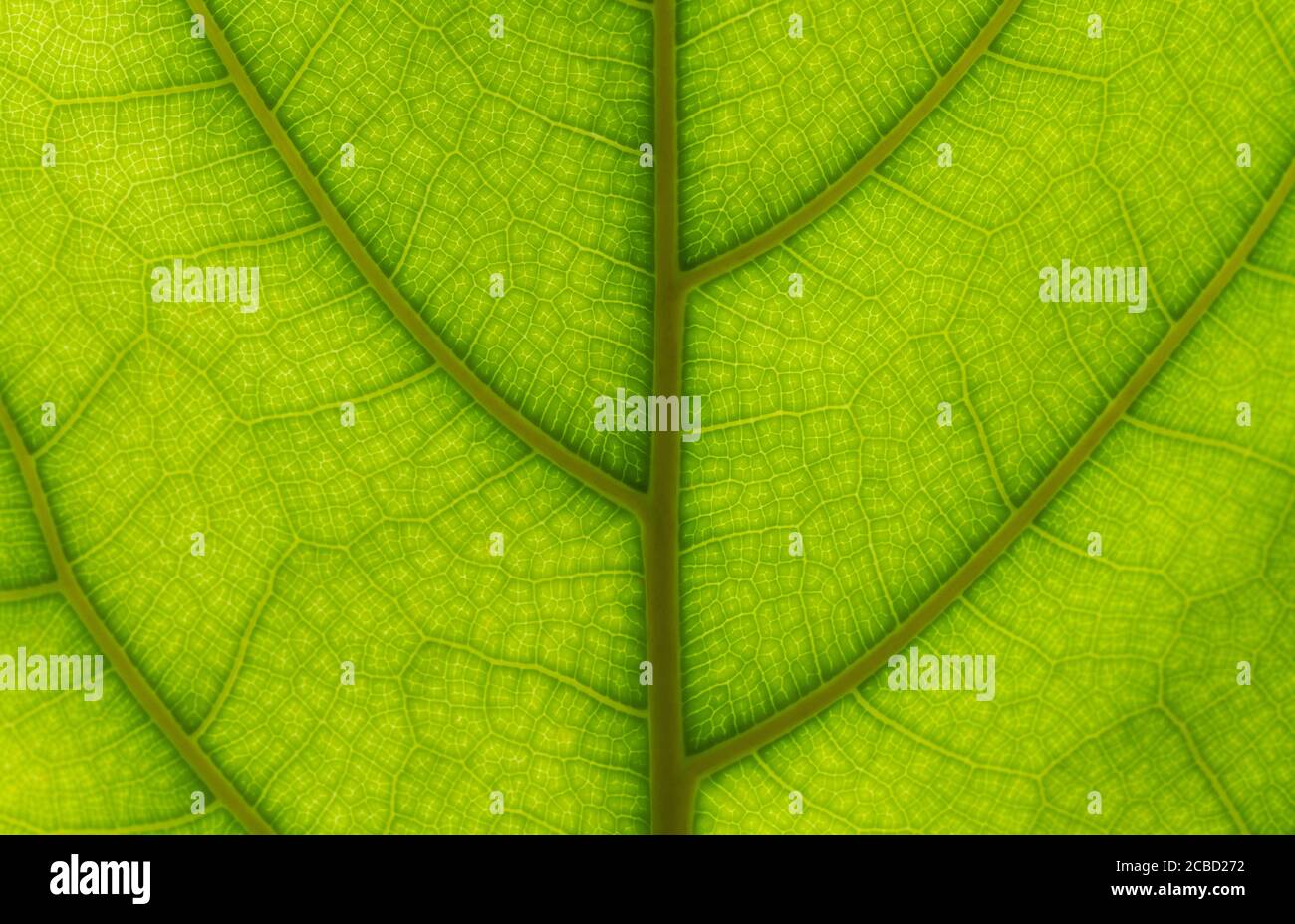 Green teak leaf texture as natural background Stock Photo - Alamy