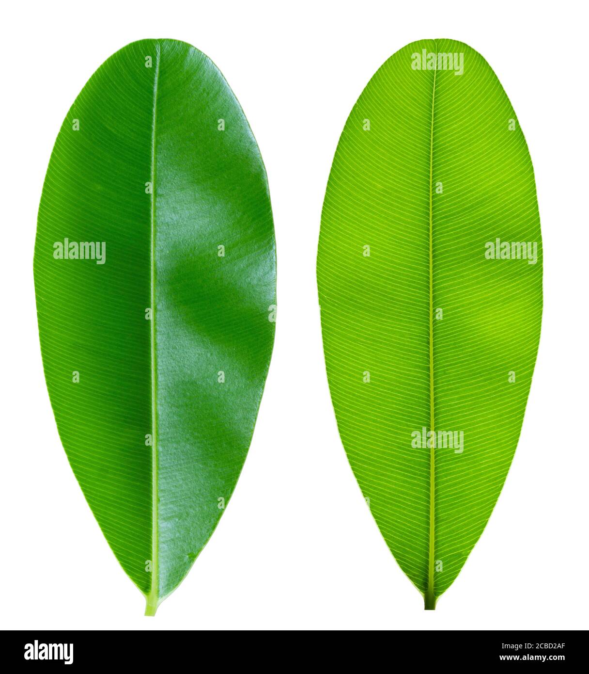 Parallel Venation