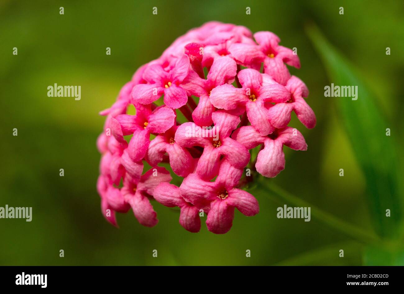 The Panama rose (Pink Bush Penta) or Fragrant Pink Panama Rose flower ...