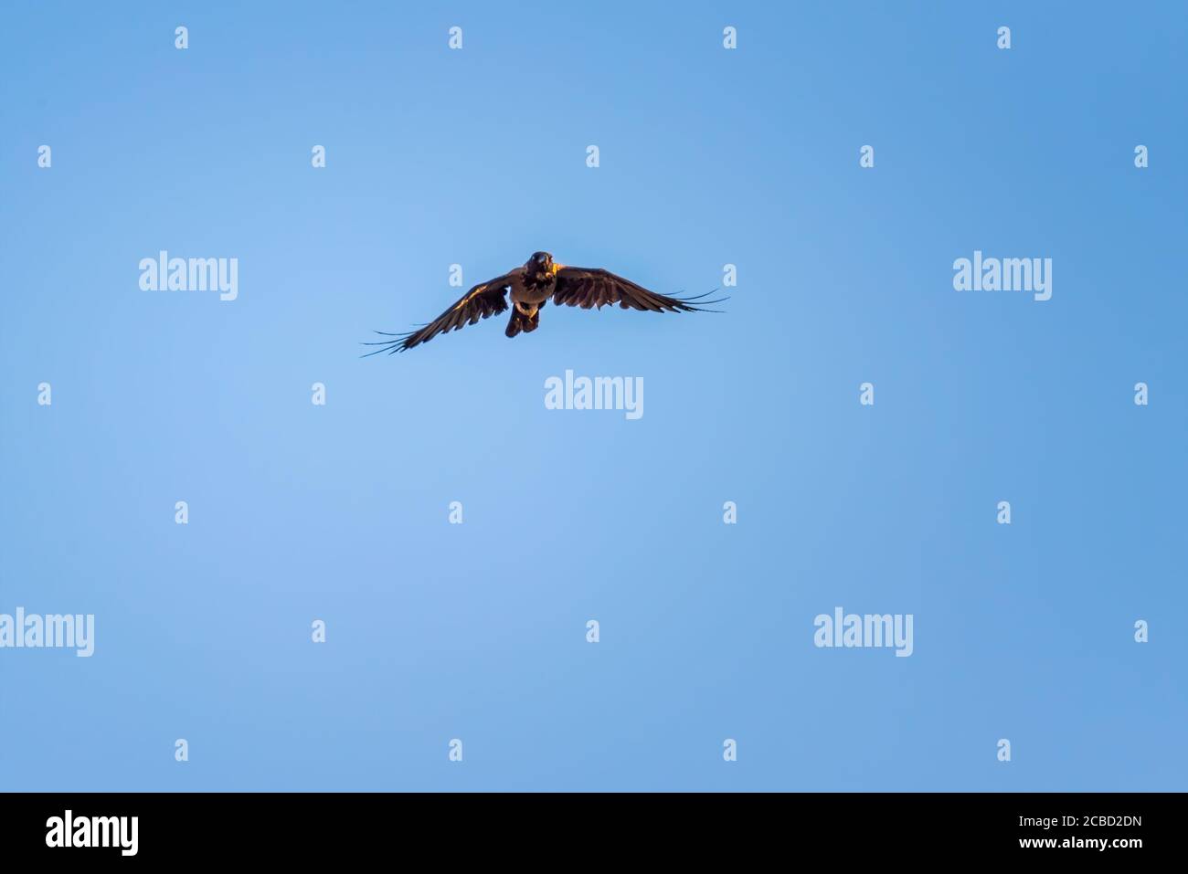 Grim ravens hi-res stock photography and images - Alamy