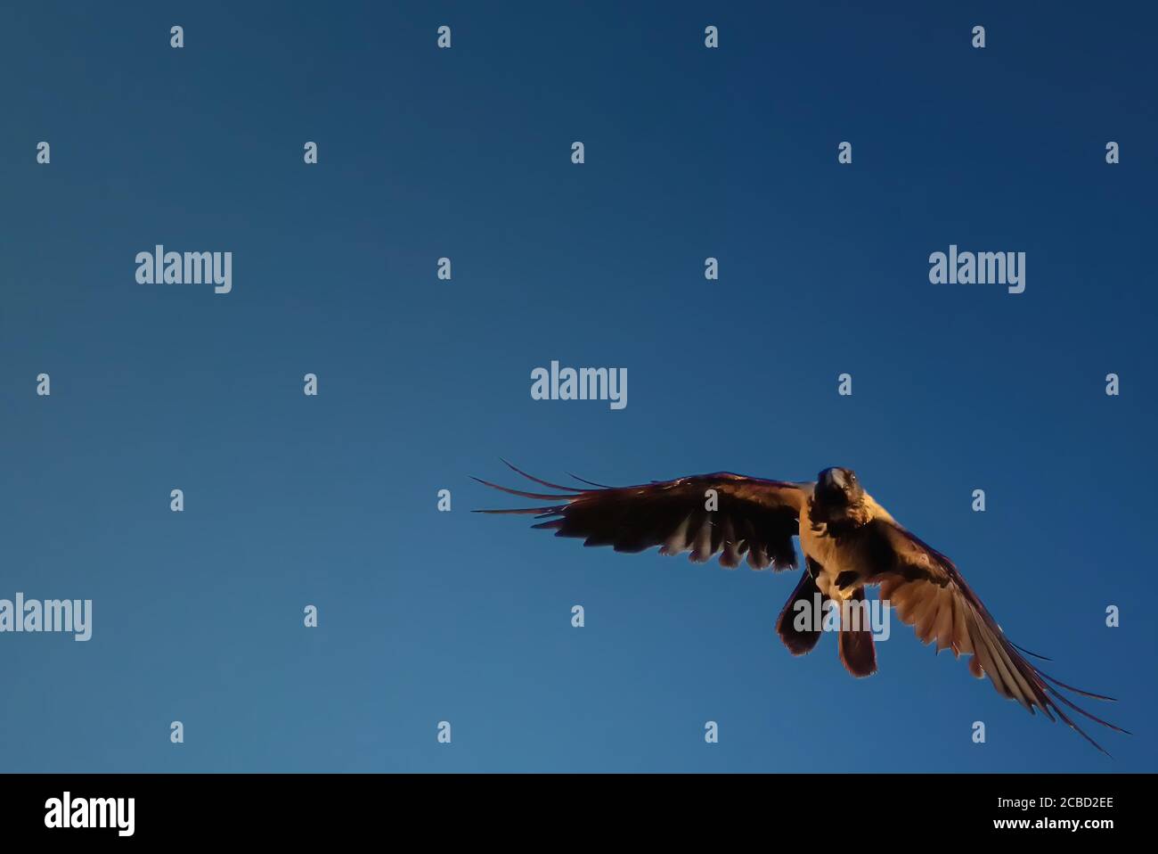Grim ravens hi-res stock photography and images - Alamy