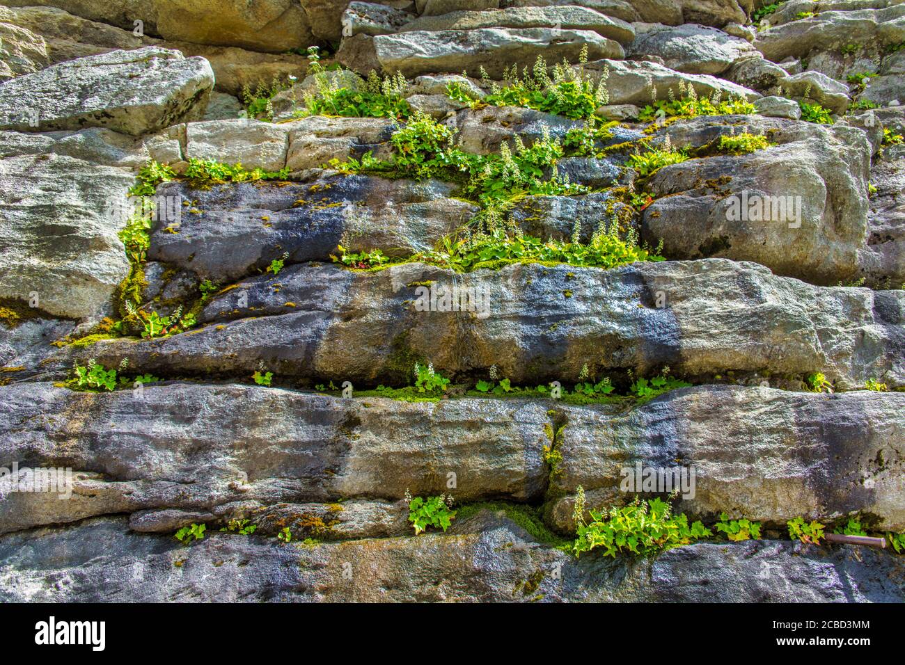 Layers of rock with plants growing from crevices on the top of ...