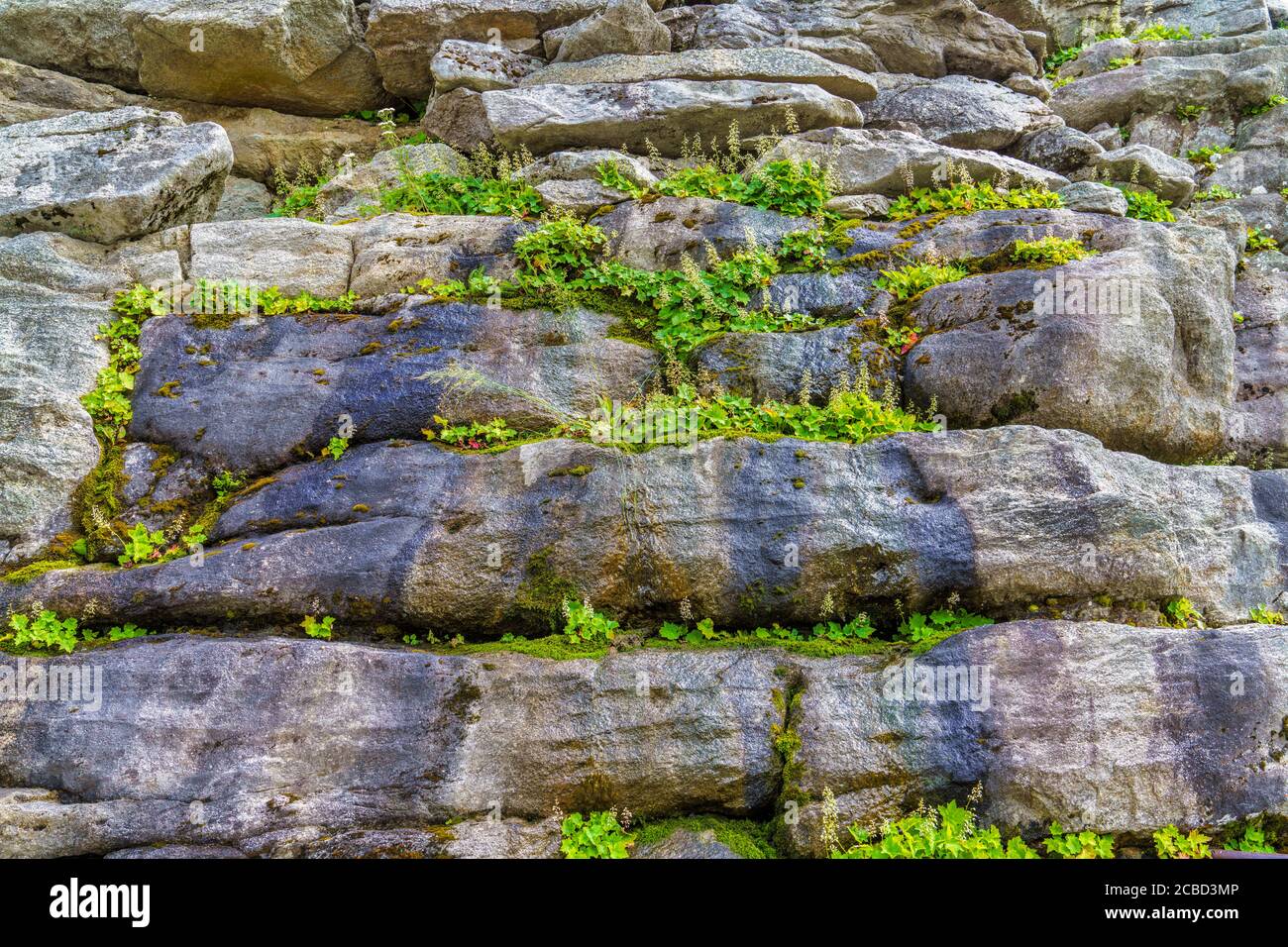 Layers of rock with plants growing from crevices on the top of ...