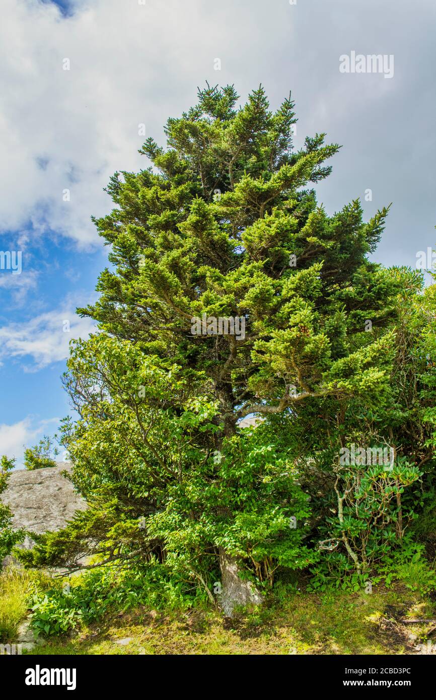 Massive tree hi-res stock photography and images - Alamy