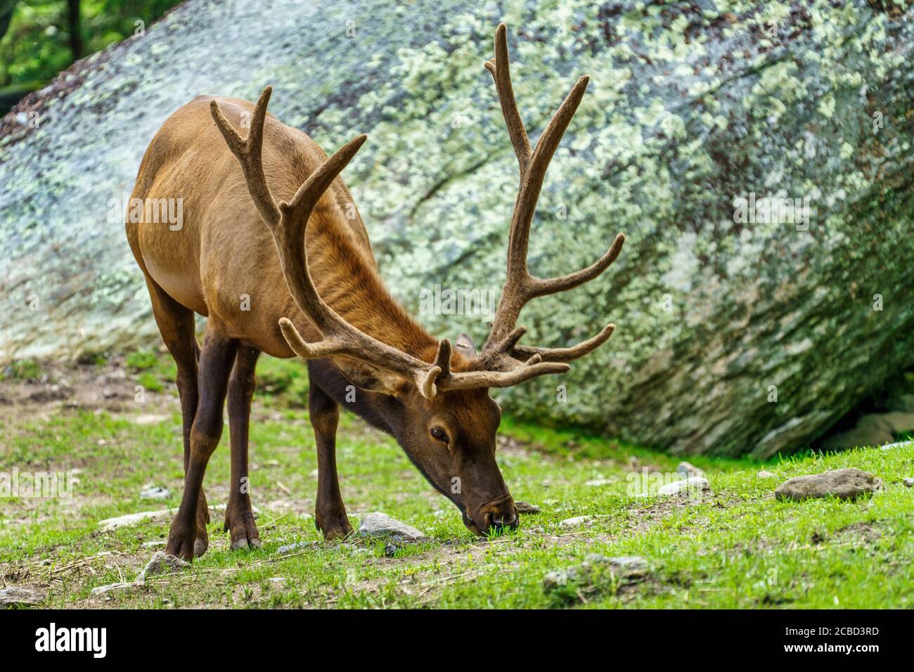 Animal habitats hi-res stock photography and images - Alamy