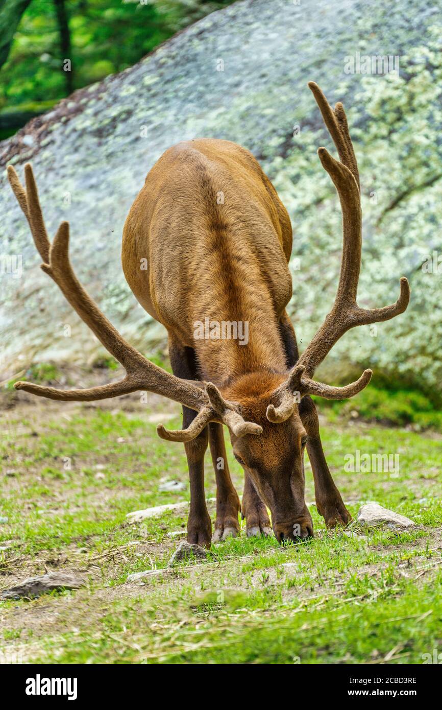 Animal habitats hi-res stock photography and images - Alamy