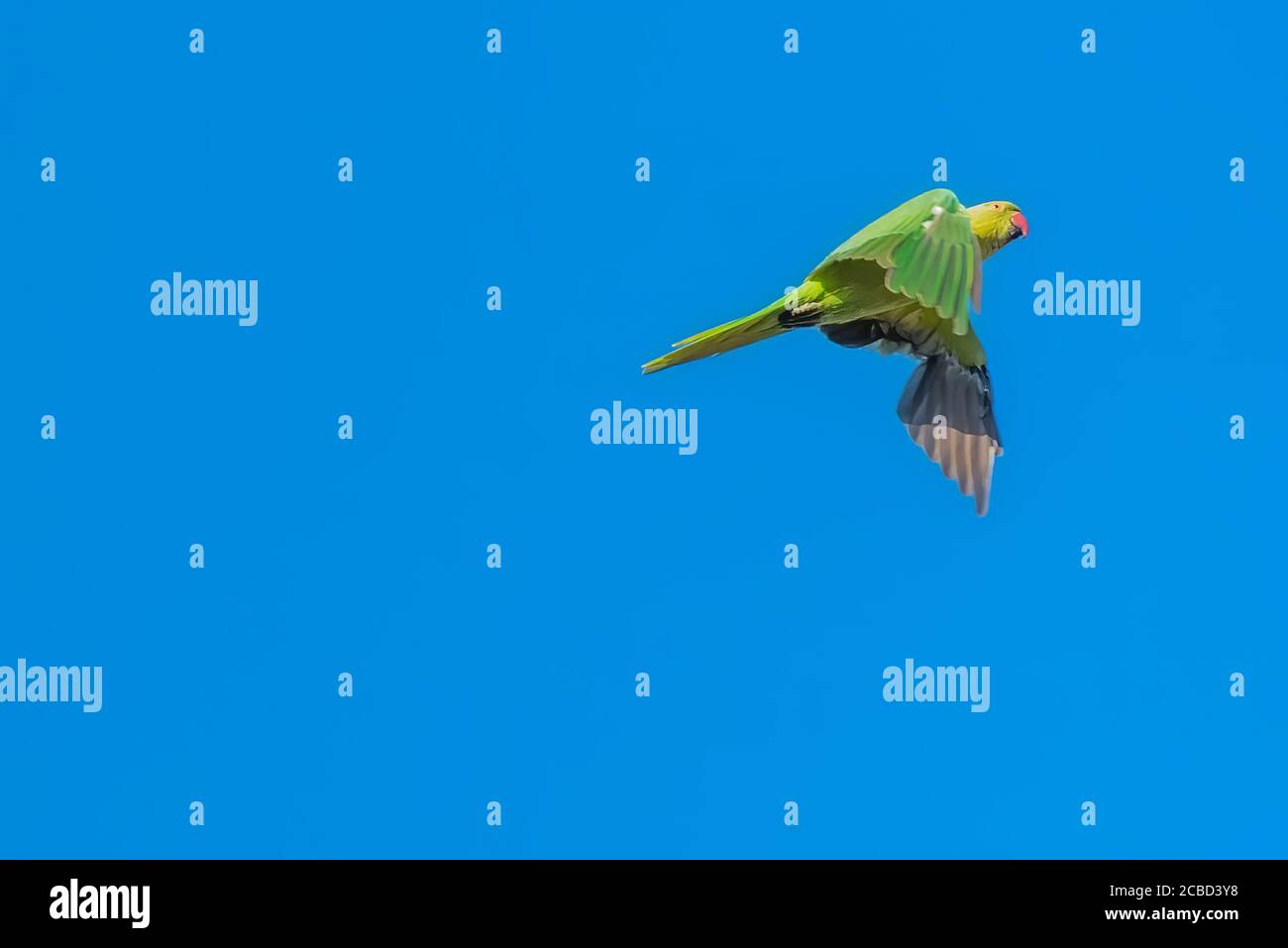 Cute parrot Flying Stock Photo - Alamy