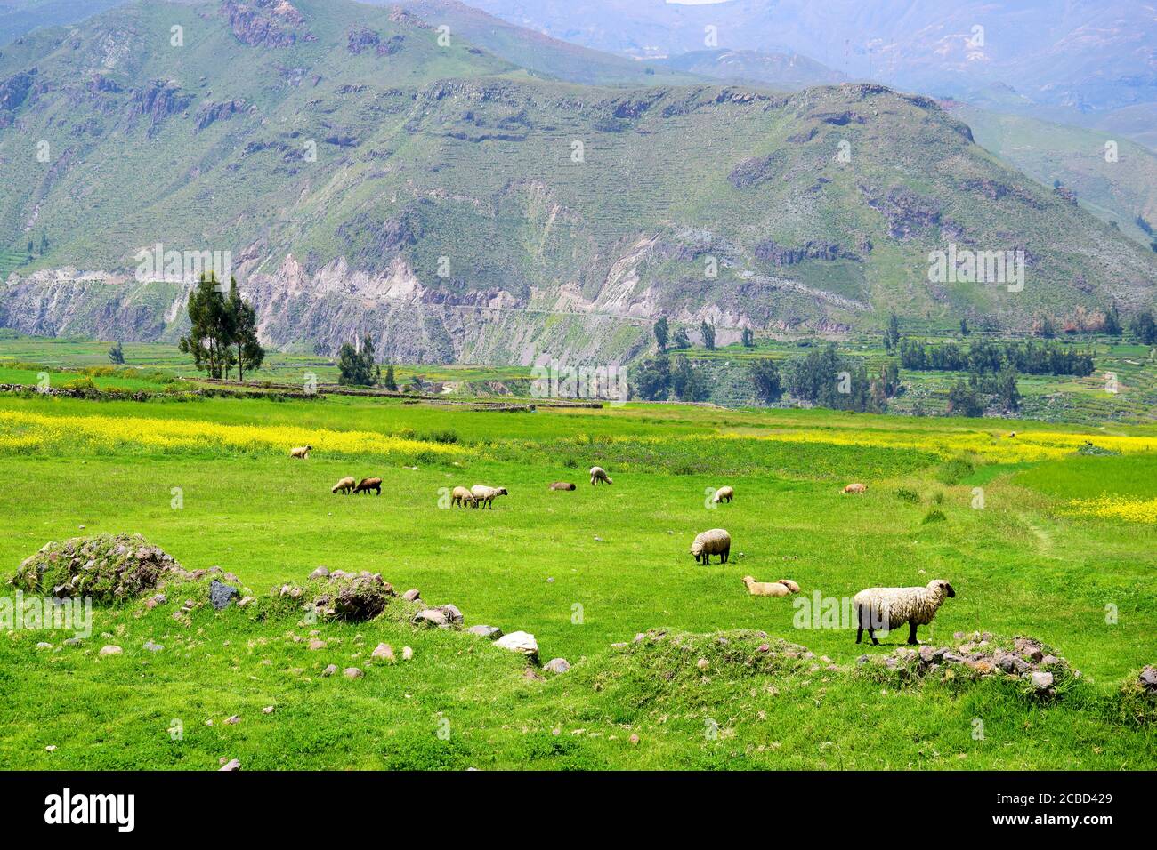 Scenery near Chivay, Peru Stock Photo - Alamy