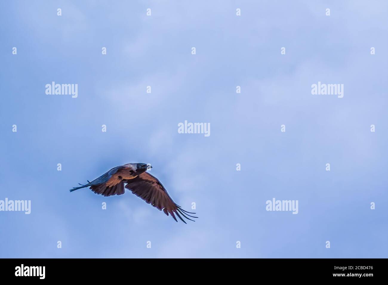 A pair of Ravens. Death, reaper Stock Photo - Alamy