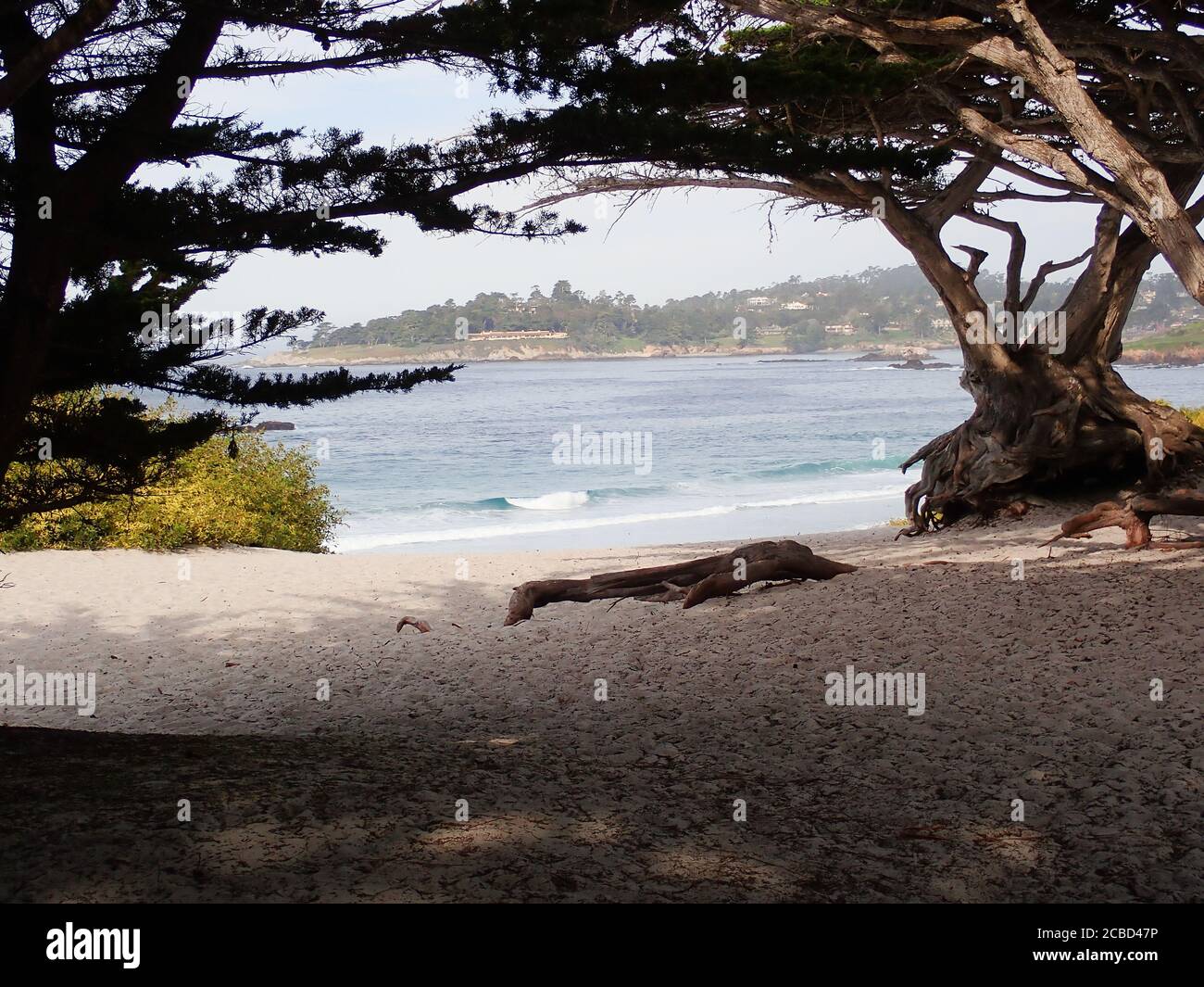Windblown tree cypress hi-res stock photography and images - Alamy