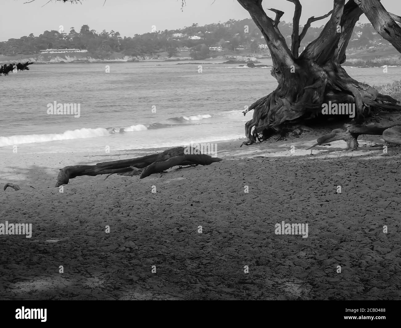 Ocean with rocks and a tree on the beach Stock Photo - Alamy