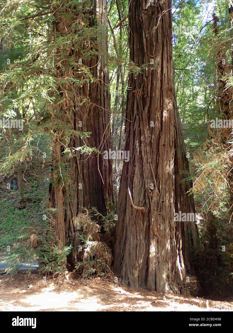 Coastal Redwood tree from California Stock Photo - Alamy