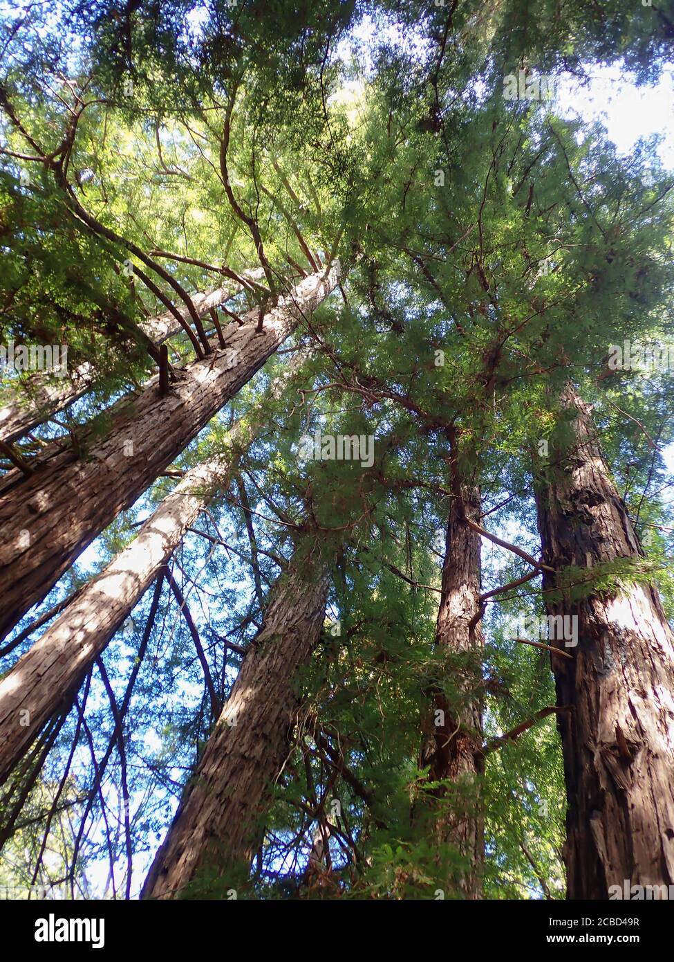 Coastal Redwood tree from California Stock Photo - Alamy