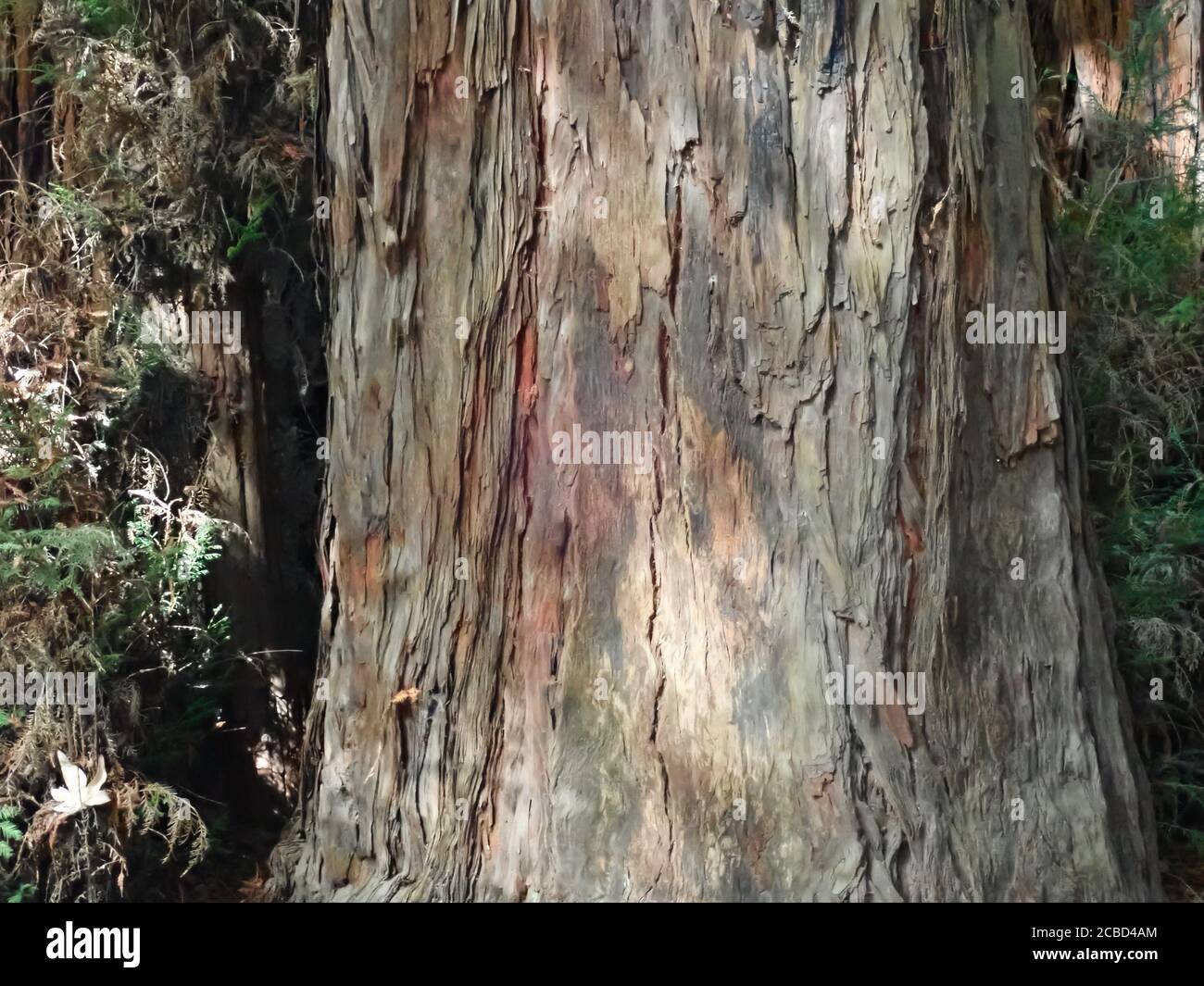 Coastal Redwood tree from California Stock Photo - Alamy