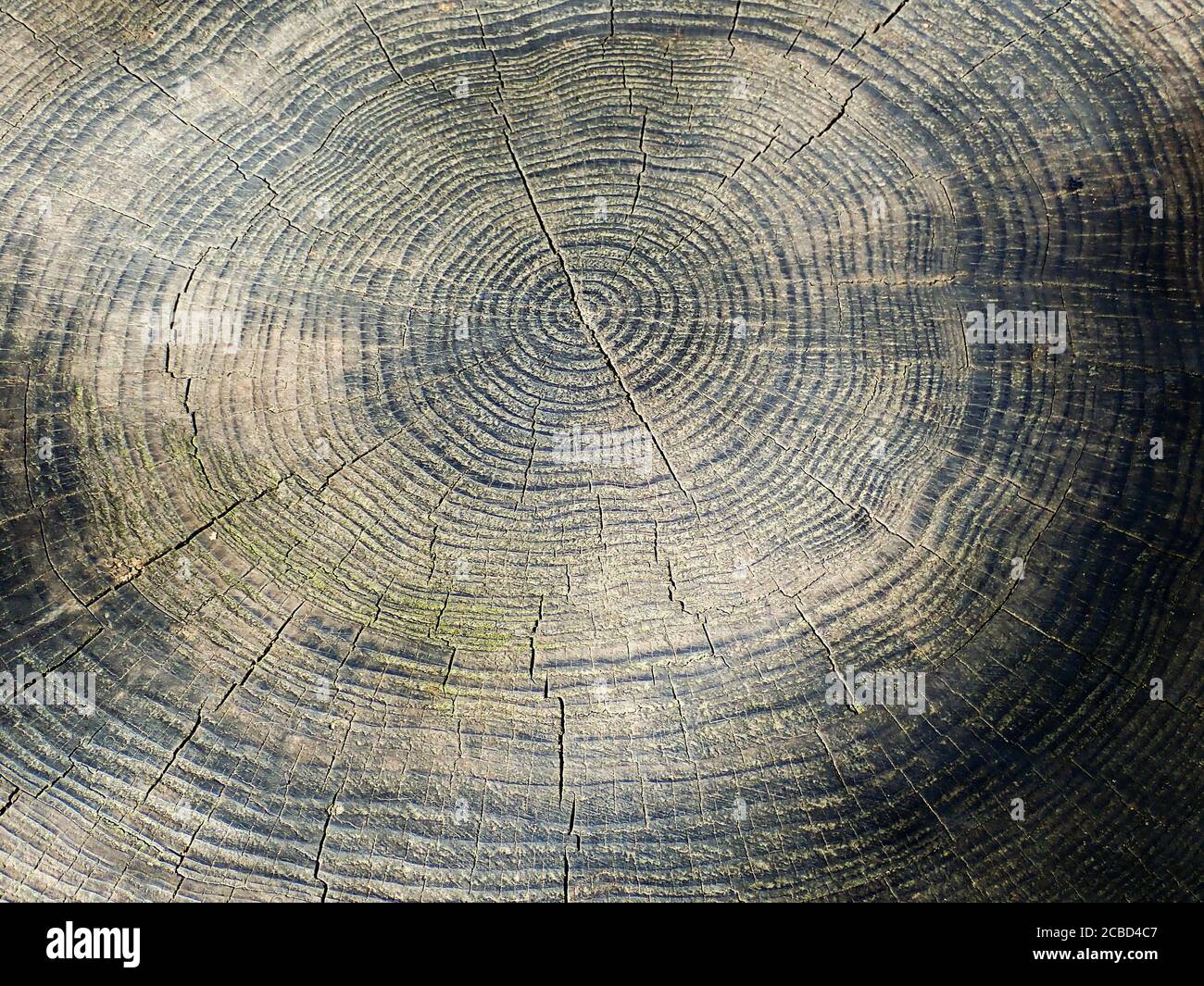 Tree rings showing age Stock Photo - Alamy