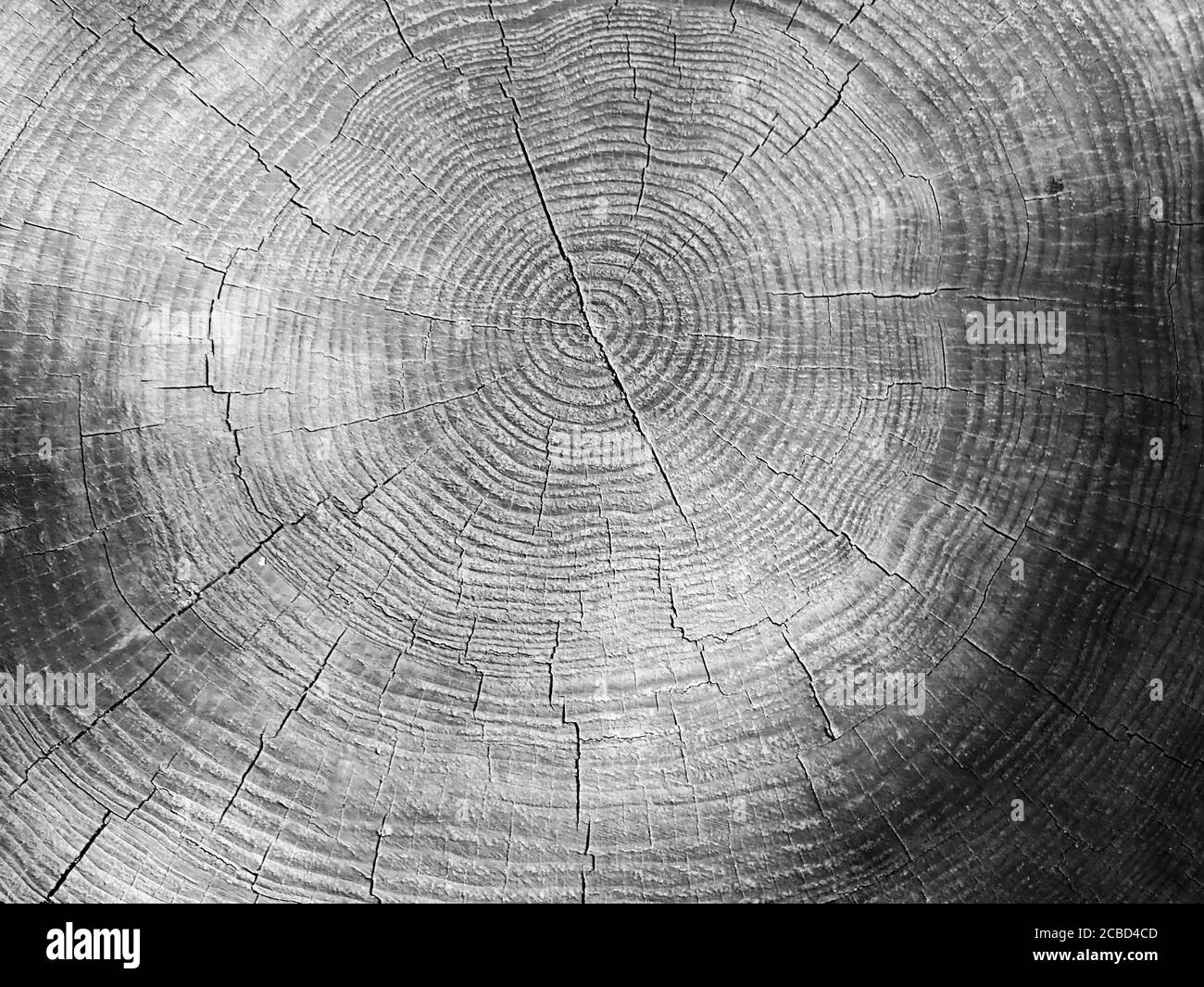Tree rings showing age Stock Photo - Alamy