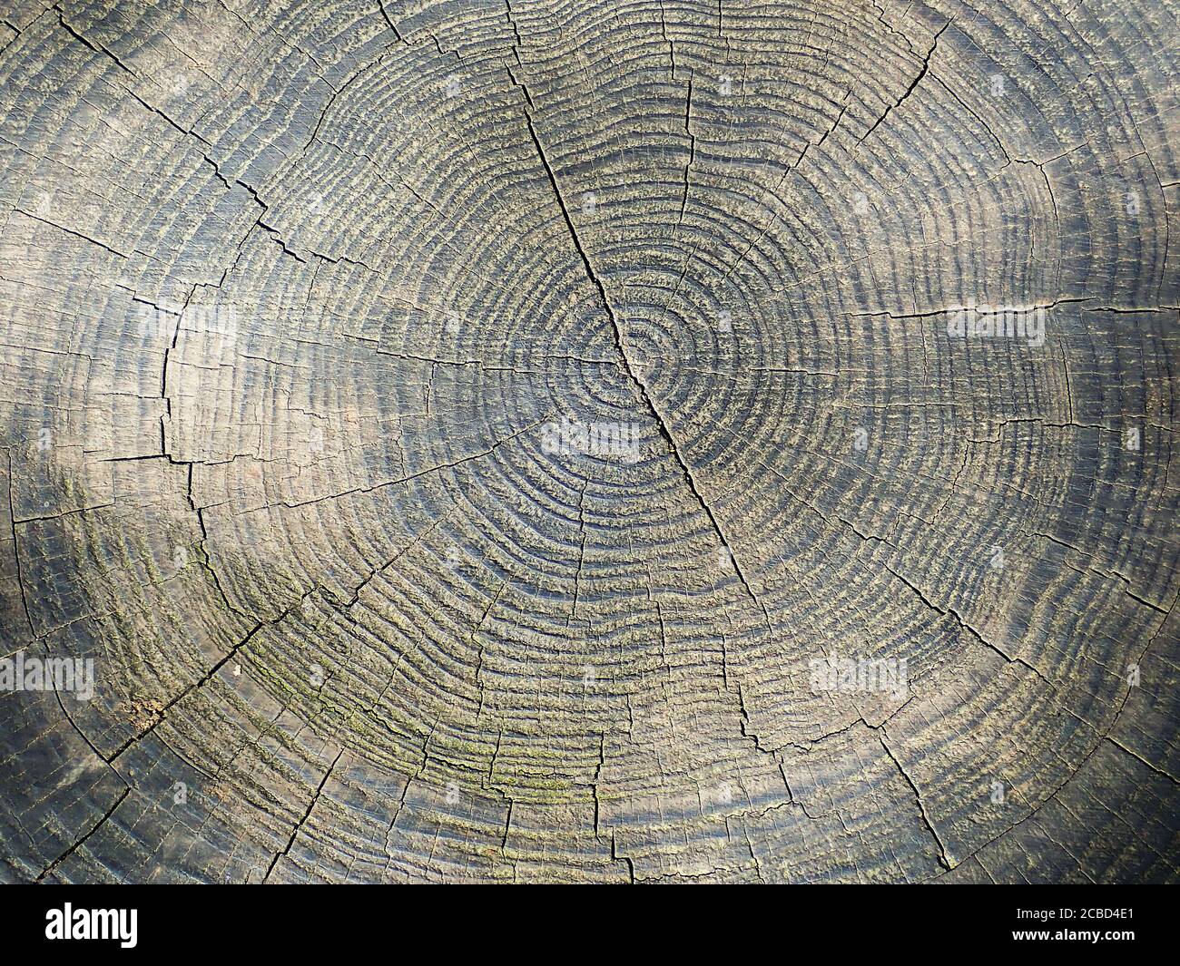Tree rings showing age Stock Photo - Alamy