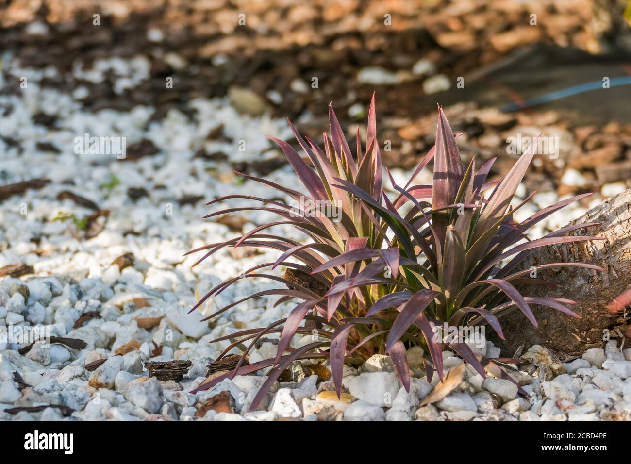 plant cabbage palm red star cordyline australis on gravel garden ...