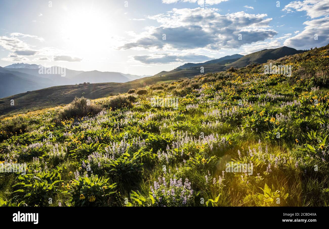 Wildflowers in sunshine hi-res stock photography and images - Alamy