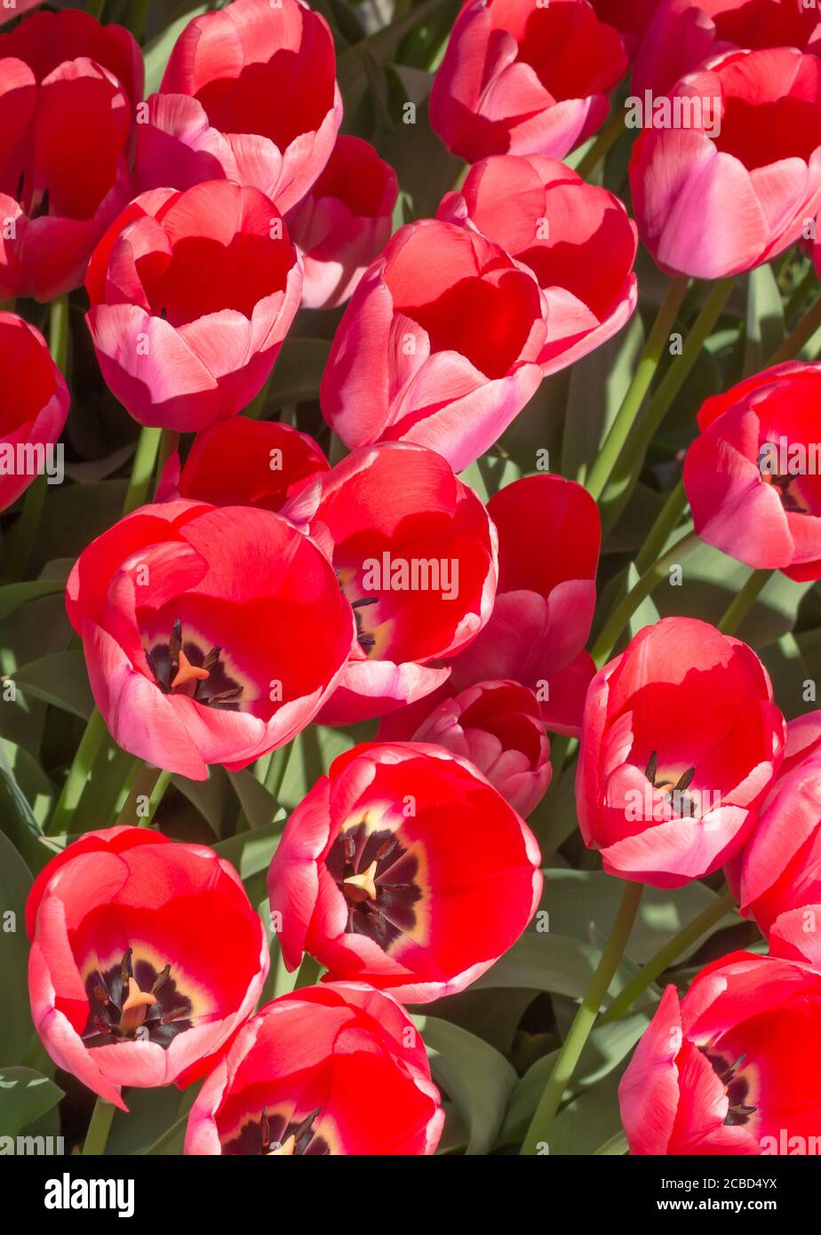 Vertical flora hi-res stock photography and images - Alamy