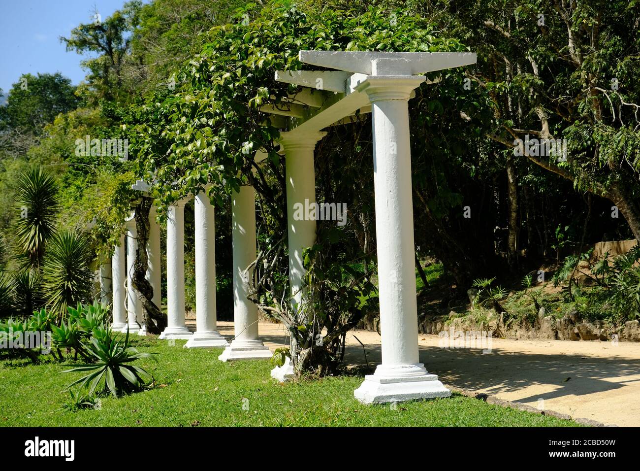 Brazil Rio de Janeiro - Botanical garden with flower column Stock Photo ...